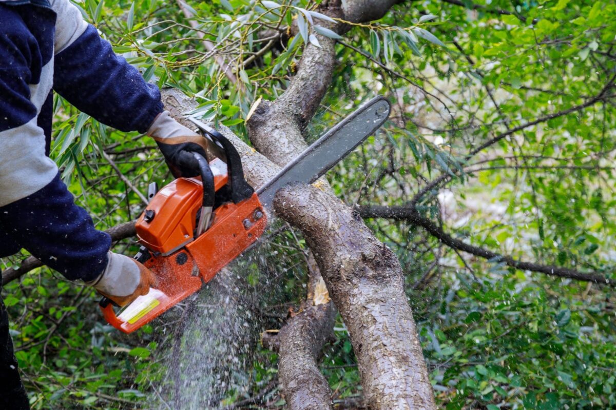 Best Tree Felling Johannesburg North: Trusted Professionals at Your ...